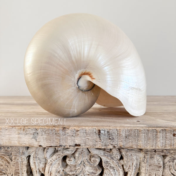 Authentic Rare Nautilus Shell - Polished Pearl – Rustic White & Wood