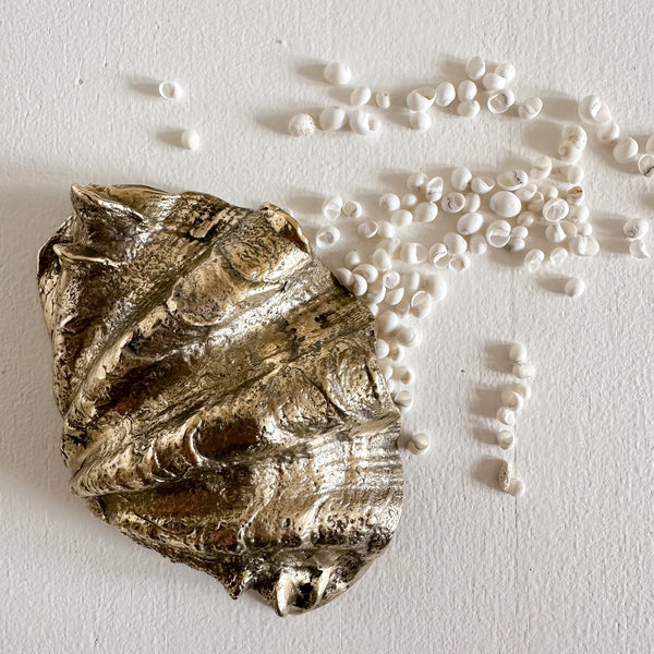 Tiny White Mongo Shells - Filler Shells – Rustic White & Wood