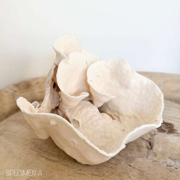Turban Vase Coral – Rustic White & Wood