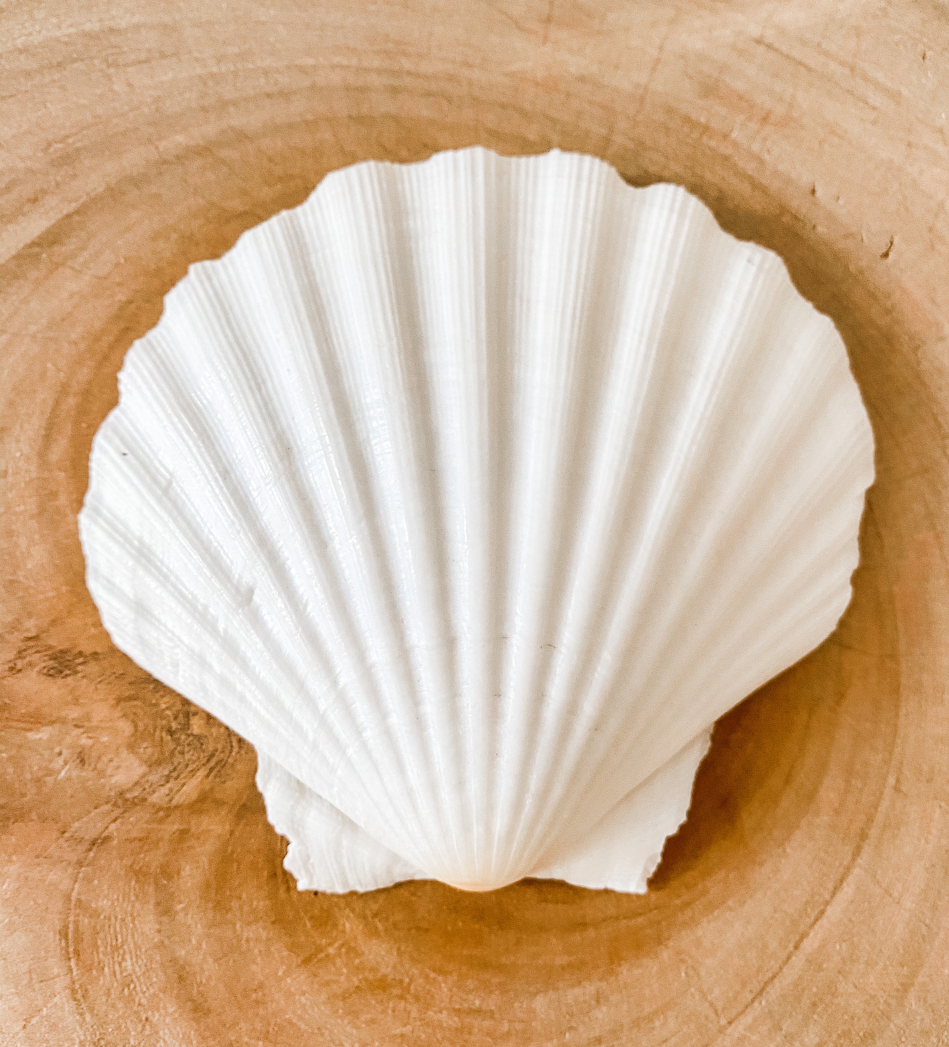 Fan Sea Shell – Rustic White & Wood