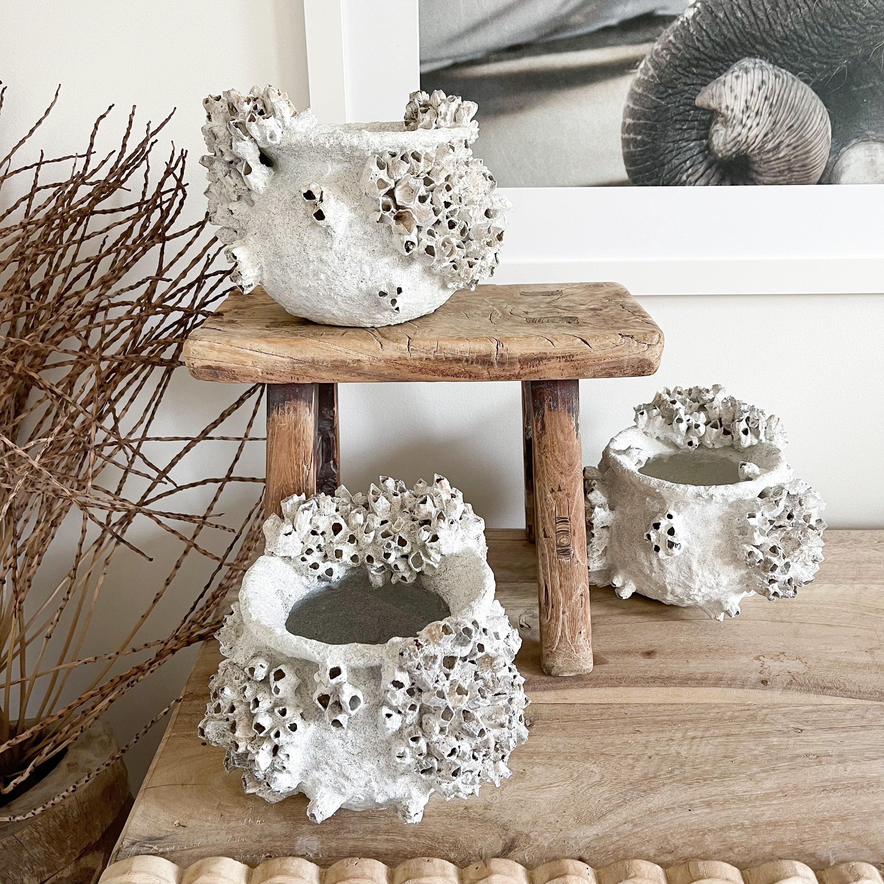 Barnacle Clustered Pots & Bowls - Various sizes – Rustic White & Wood