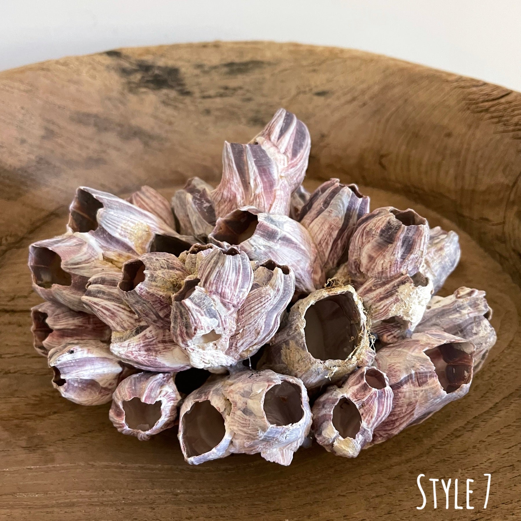 Authentic Barnacle Clusters – Rustic White & Wood